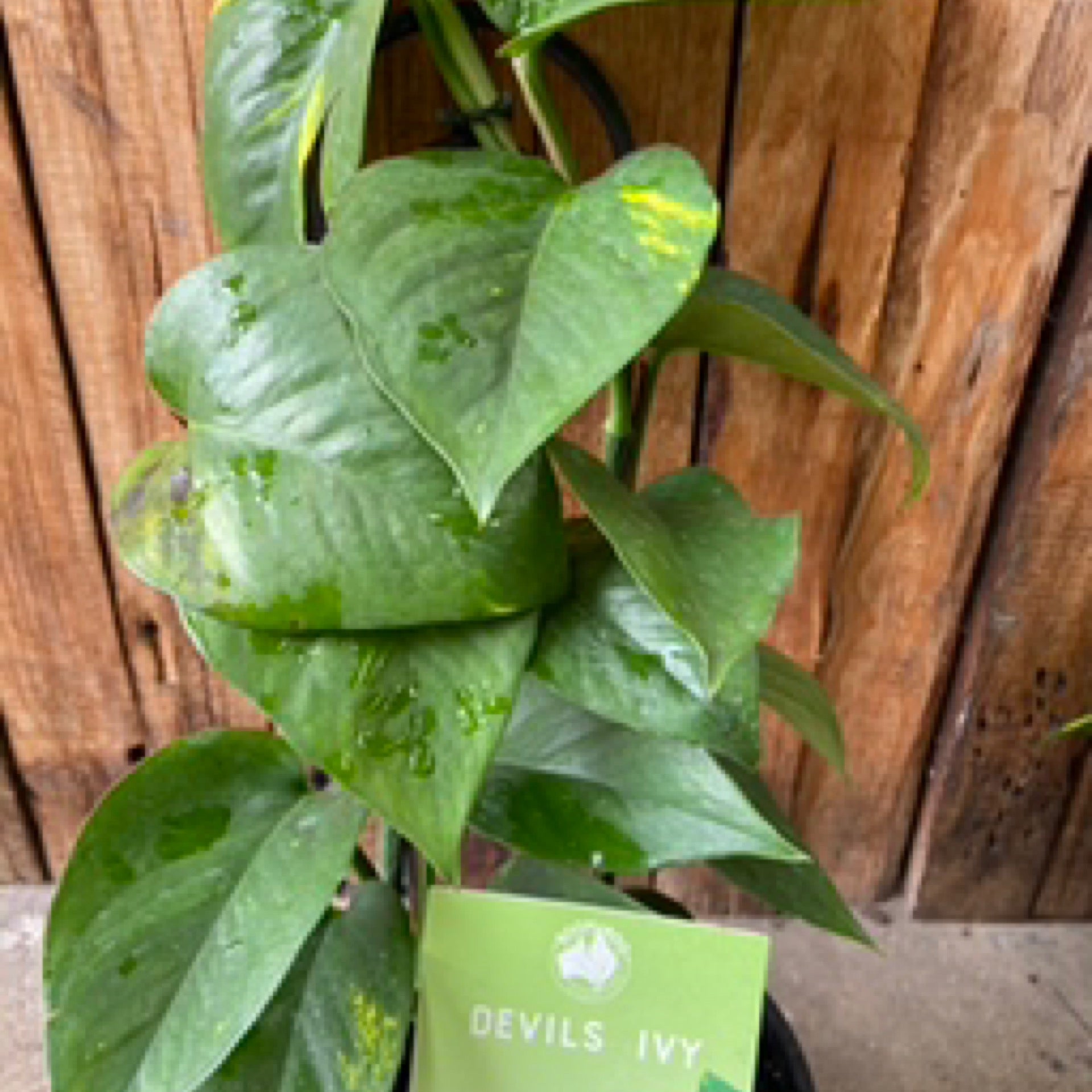 Devils ivy epipremnum aureum | willows garden oasis